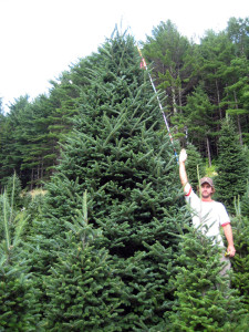15 foot christmas tree - BJ Trees